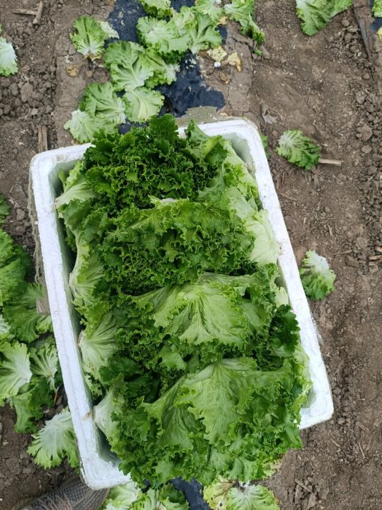 太白塘口村6月供应生菜_生菜价格行情_蔬菜商情网