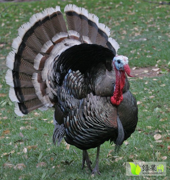 火鸡特种养殖简介 - 绿果特种养殖品种